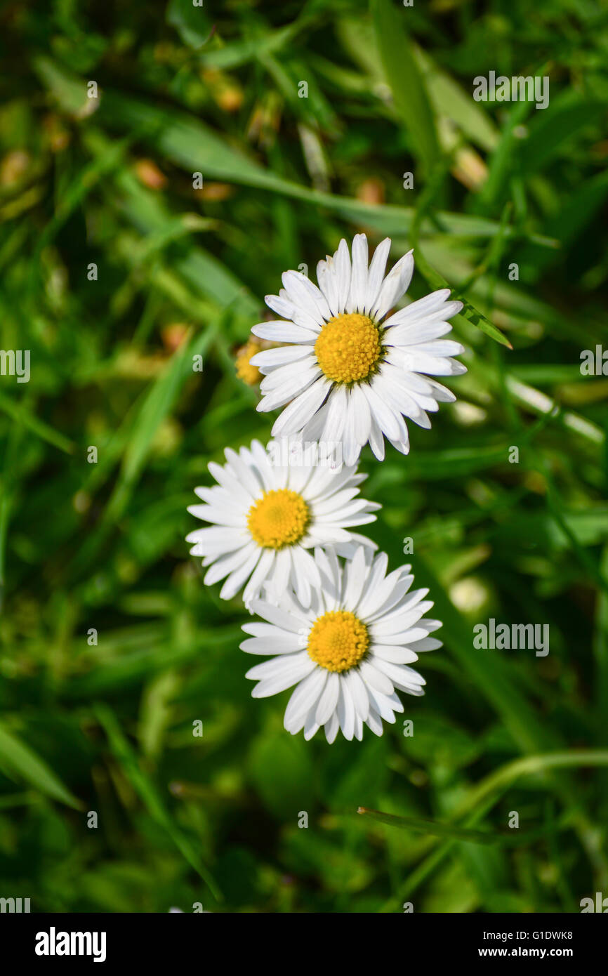 Three daisies hi-res stock photography and images - Alamy