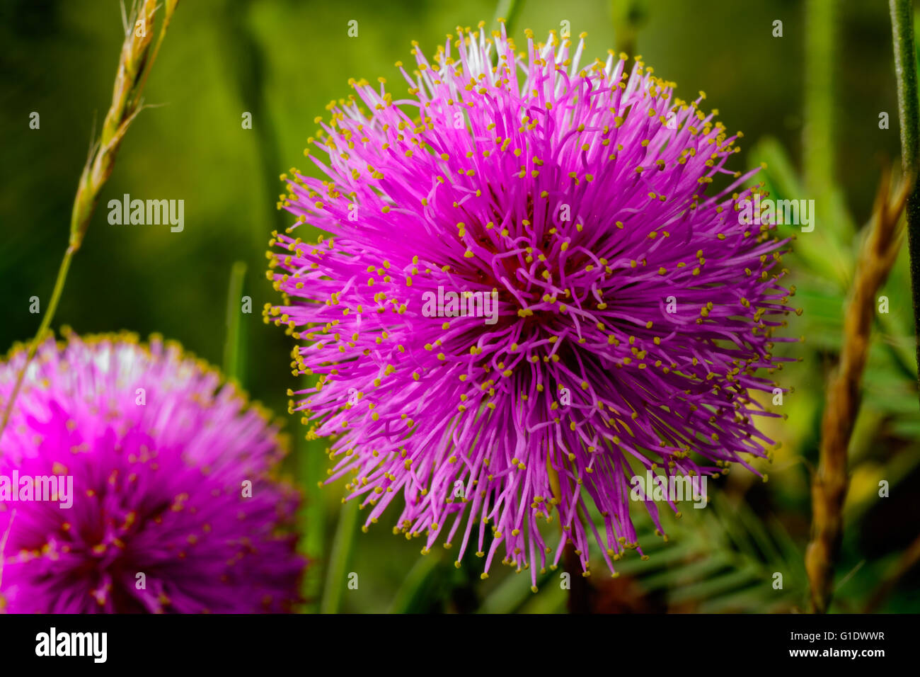 Catclaw Sensitive Brier (Schrankia nuttallii Stock Photo - Alamy