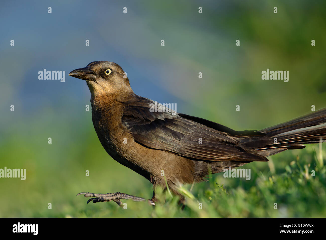Male mexican grackle hi-res stock photography and images - Alamy