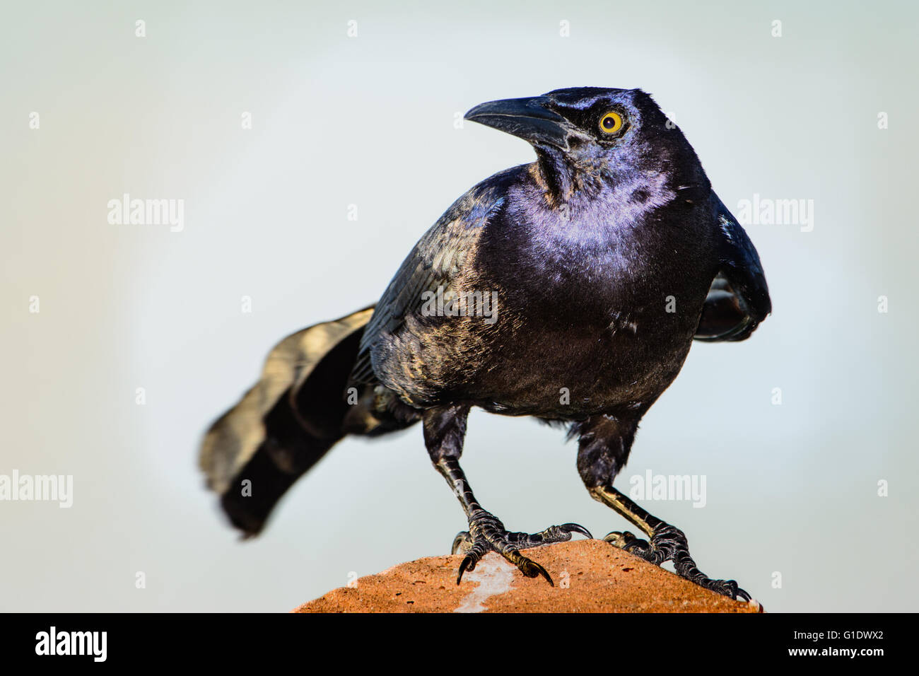 Male Great-Tailed or Mexican Grackle (Quiscalus mexicanus Stock Photo ...