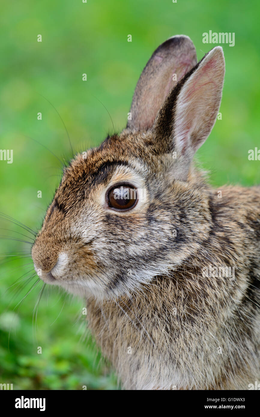 swamp rabbit (Sylvilagus aquaticus), or swamp hare Stock Photo - Alamy