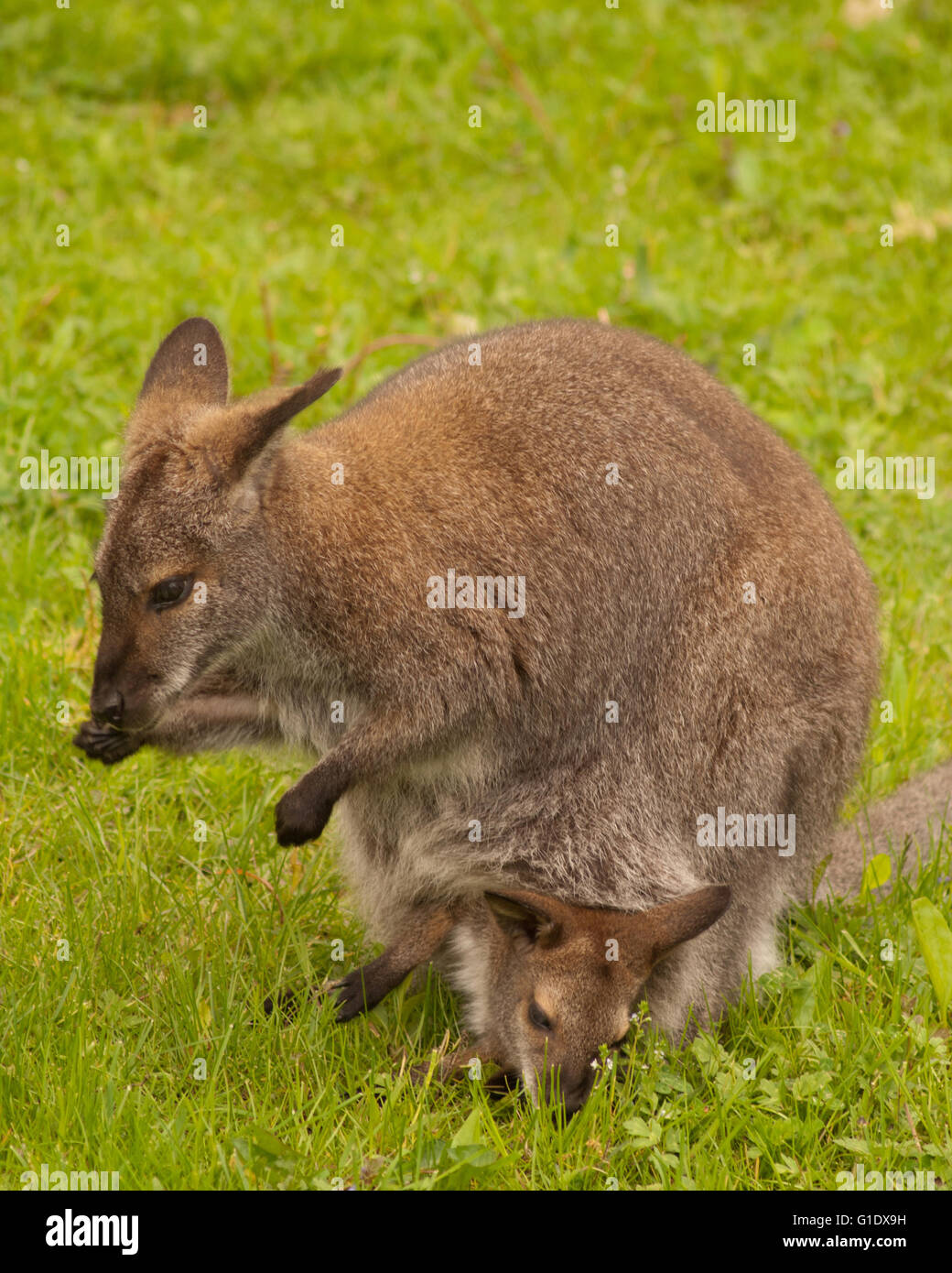Bennett's wallaby with a joey Stock Photo - Alamy