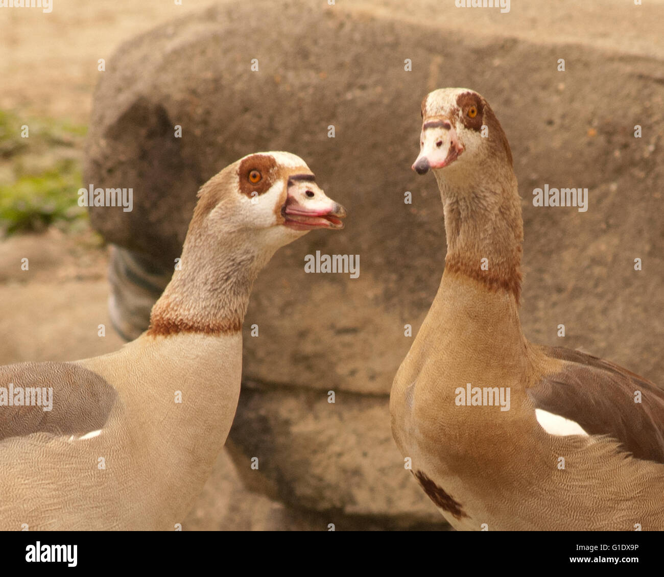 Nile geese hi-res stock photography and images - Alamy