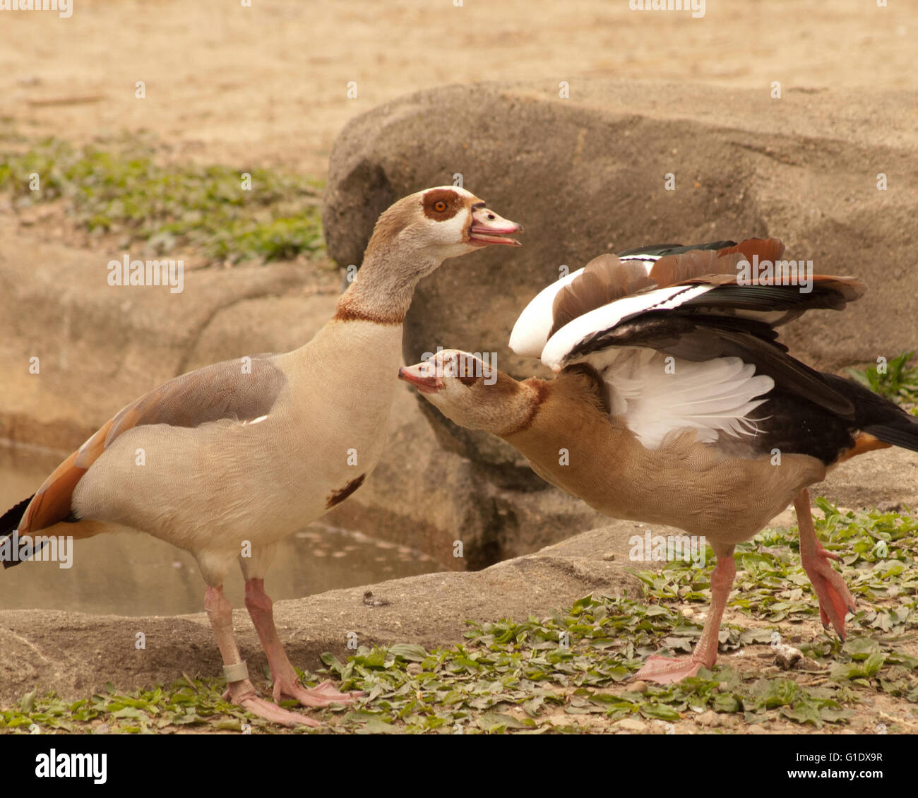 Nile geese hi-res stock photography and images - Alamy