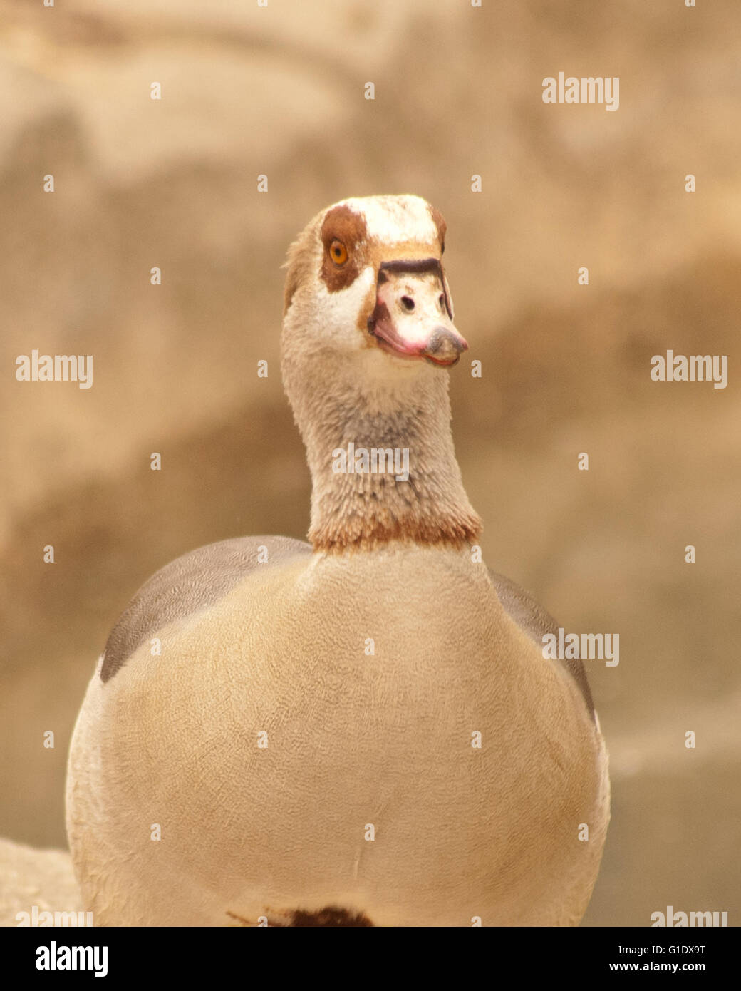 Single egyptian goose hi-res stock photography and images - Alamy