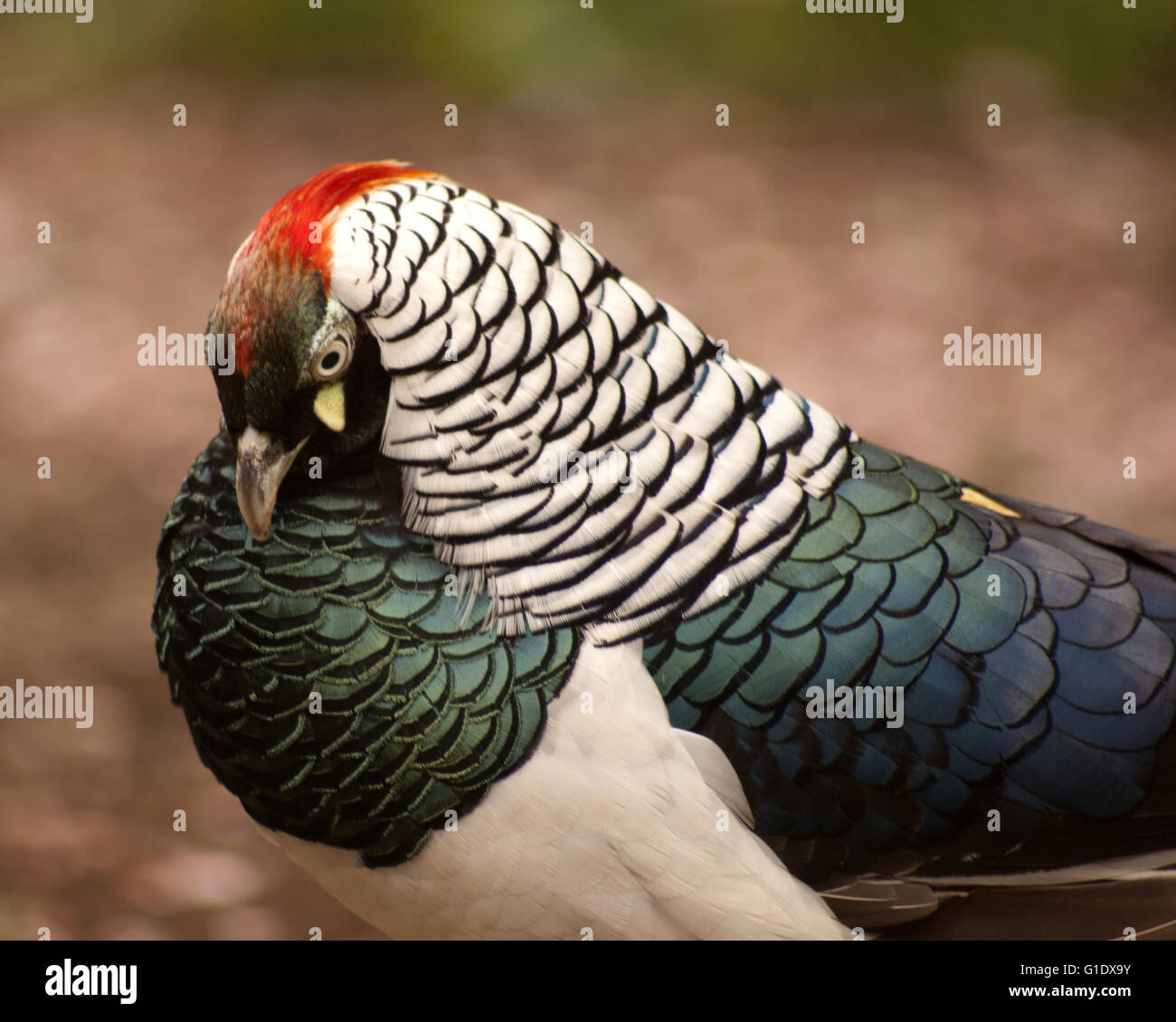 Lady Amherst's Pheasant Stock Photo - Alamy