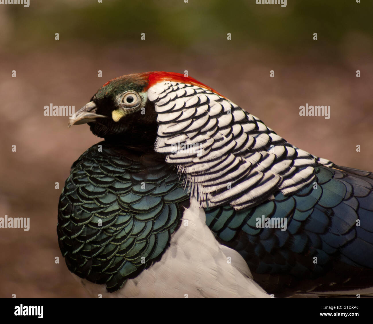 Lady Amherst's Pheasant Stock Photo - Alamy