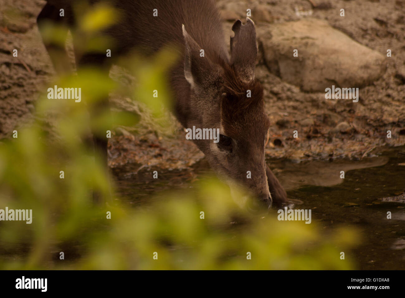 Deer drinking pond hi-res stock photography and images - Alamy