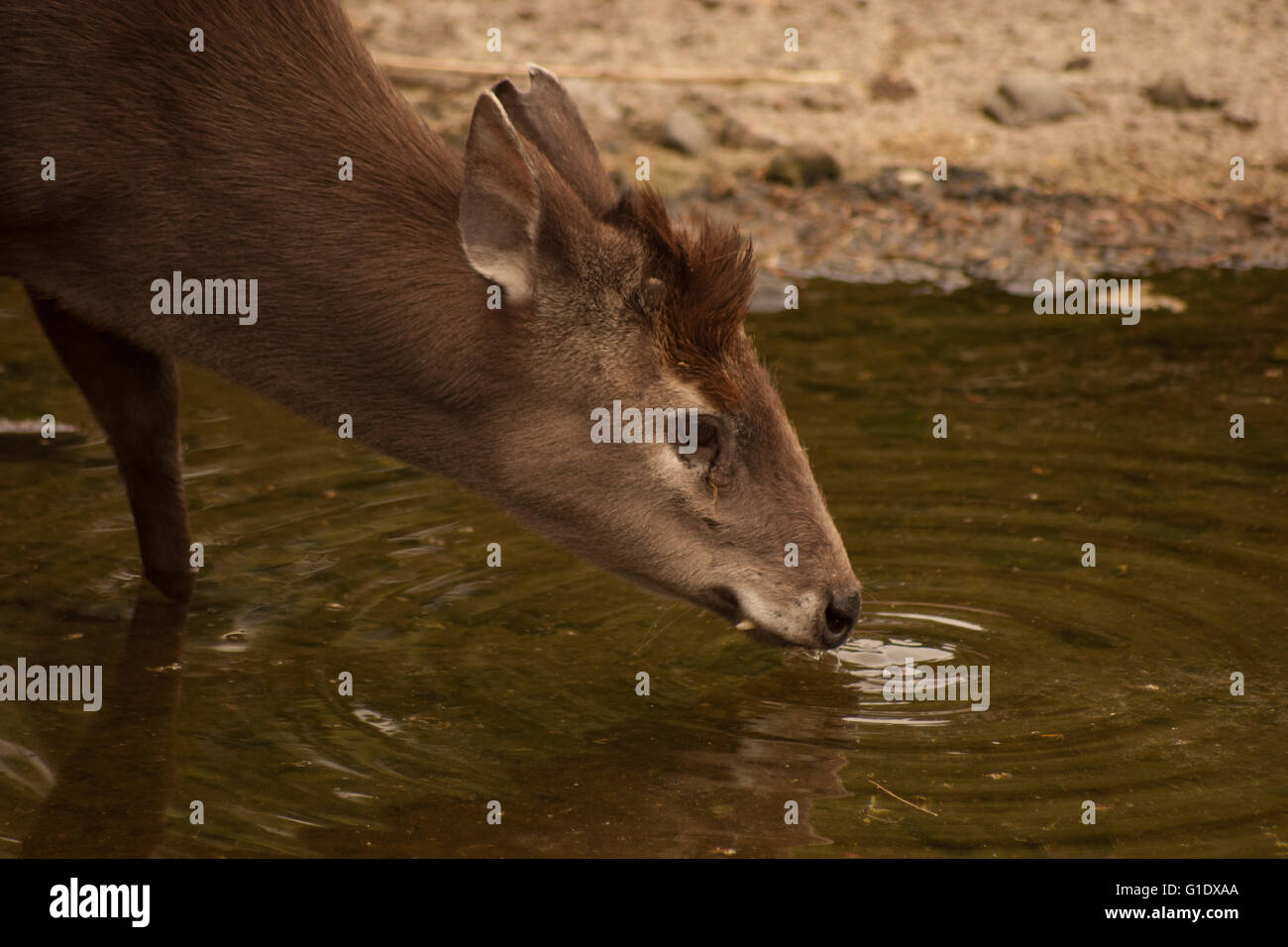 Tufted deer drinking from pond Stock Photo - Alamy