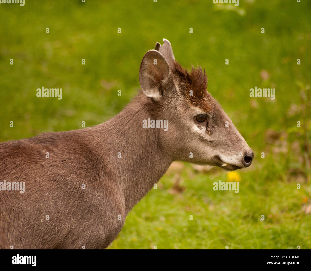 Tufted Deer Female