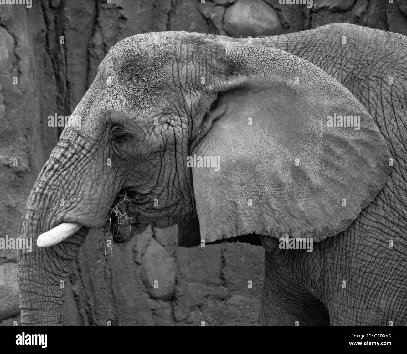 Black and white of African elephant Stock Photo - Alamy