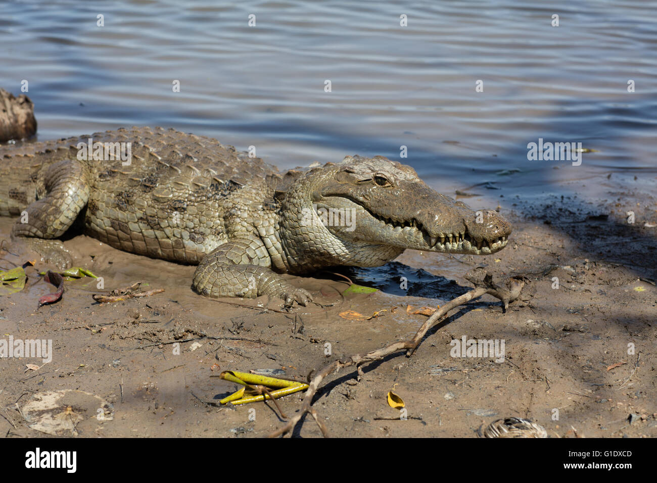 Sabou hi-res stock photography and images - Alamy
