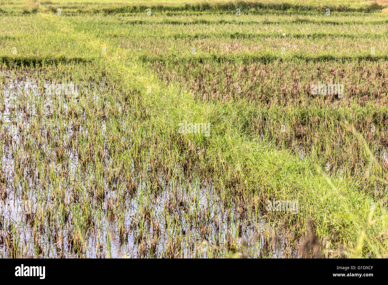 In Cascades region of Burkina Faso there many cultivations of rice ...