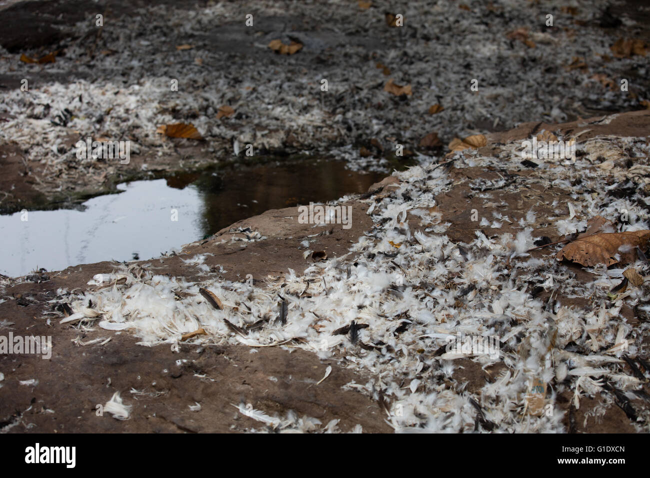 sacred animist site of sacrifice in Burkina Faso Stock Photo - Alamy