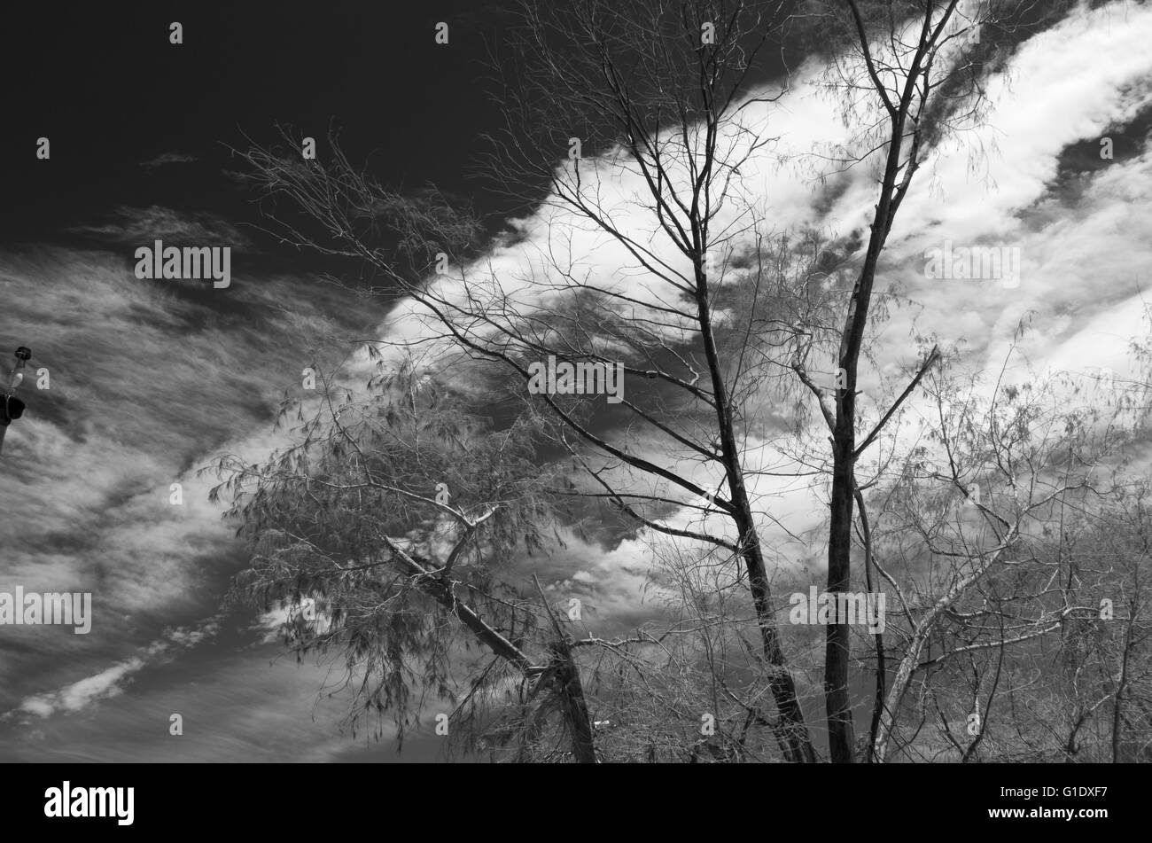 Tree With No Leaves Black and White Stock Photos & Images - Alamy