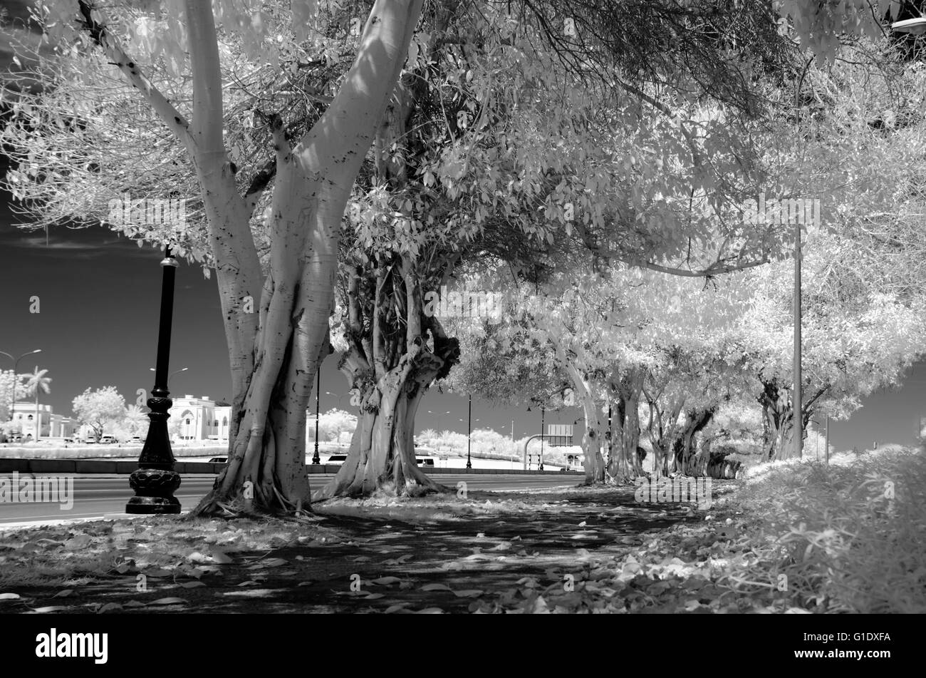 Infrared image of a walkway alongside an empty tree lined street Stock ...