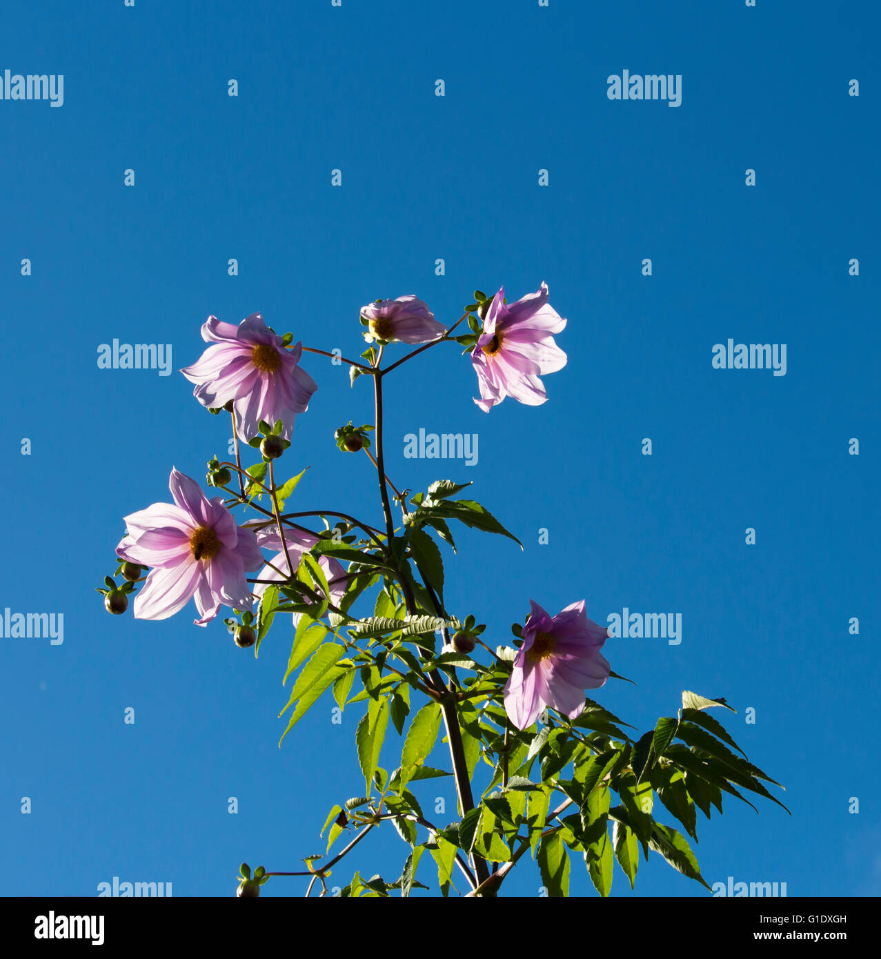 Dahlia imperialis hi-res stock photography and images - Alamy
