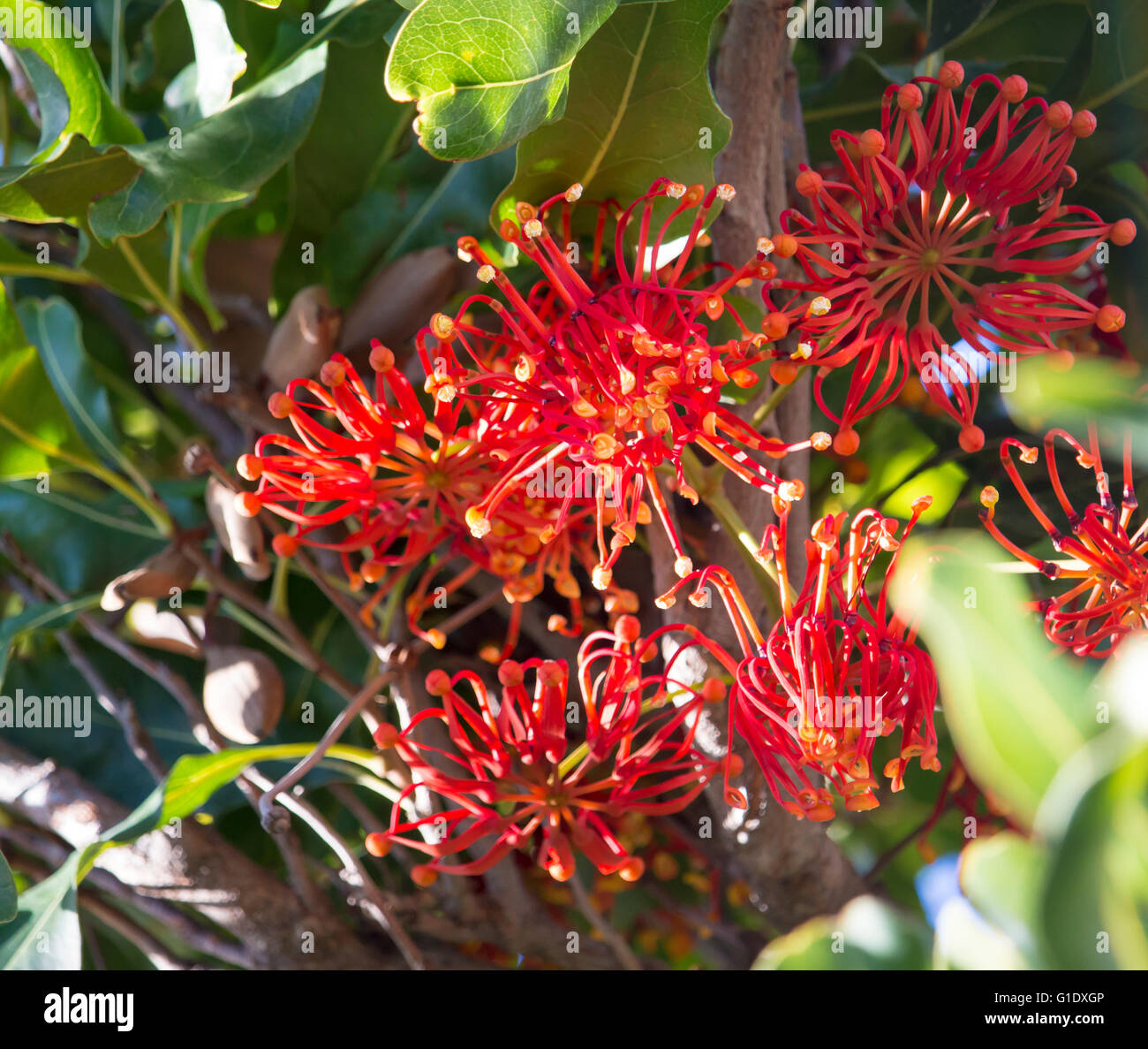 Stenocarpus sinuatus, Firewheel Tree ,White Beefwood, Queensland ...