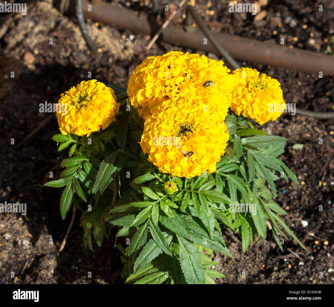 Double daisy like flowers hi-res stock photography and images - Alamy