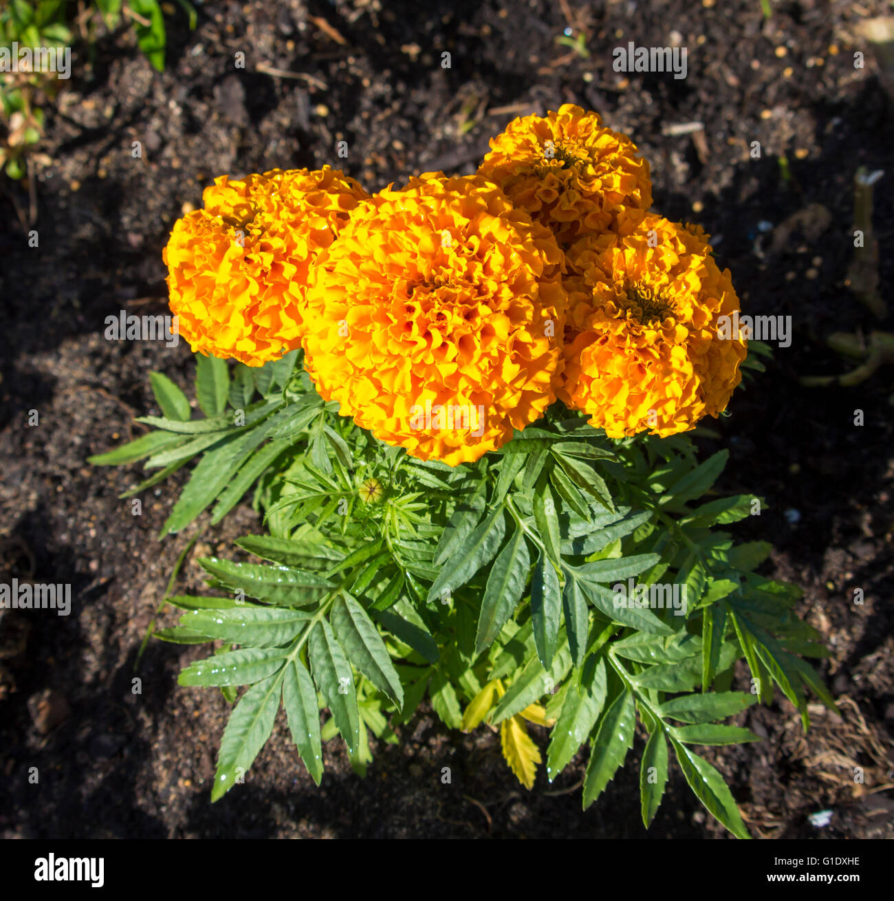 Double orange marigold, genus Tagetes, or species Calendula officinalis ...