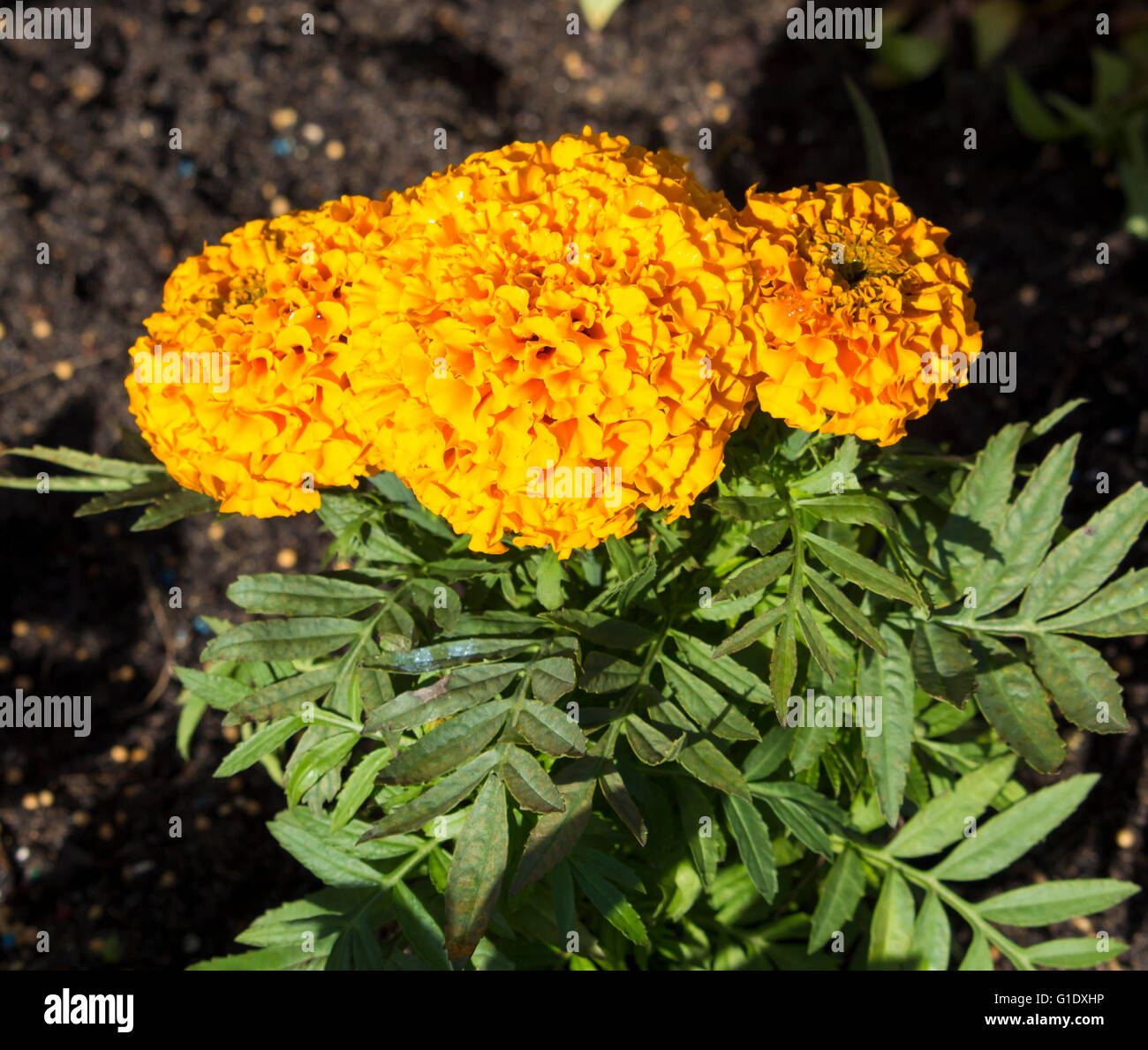 Double orange marigold, genus Tagetes, or species Calendula officinalis ...