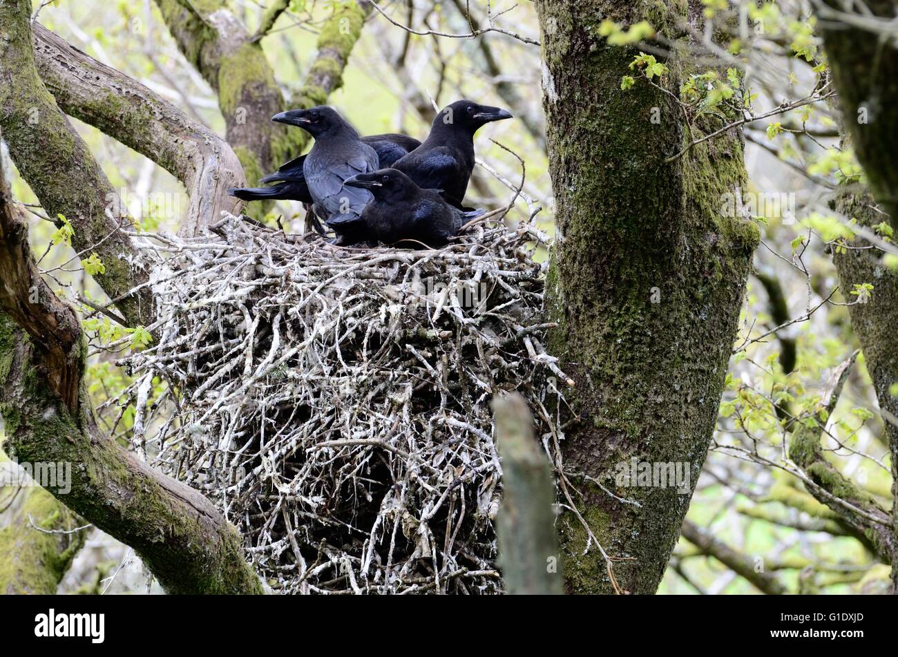 Raven chicks Corvus corax on a nest in a tree in woodlands Stock Photo ...