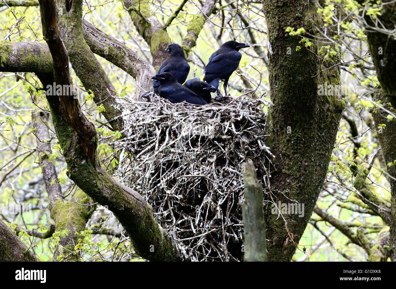 Raven chicks hi-res stock photography and images - Alamy