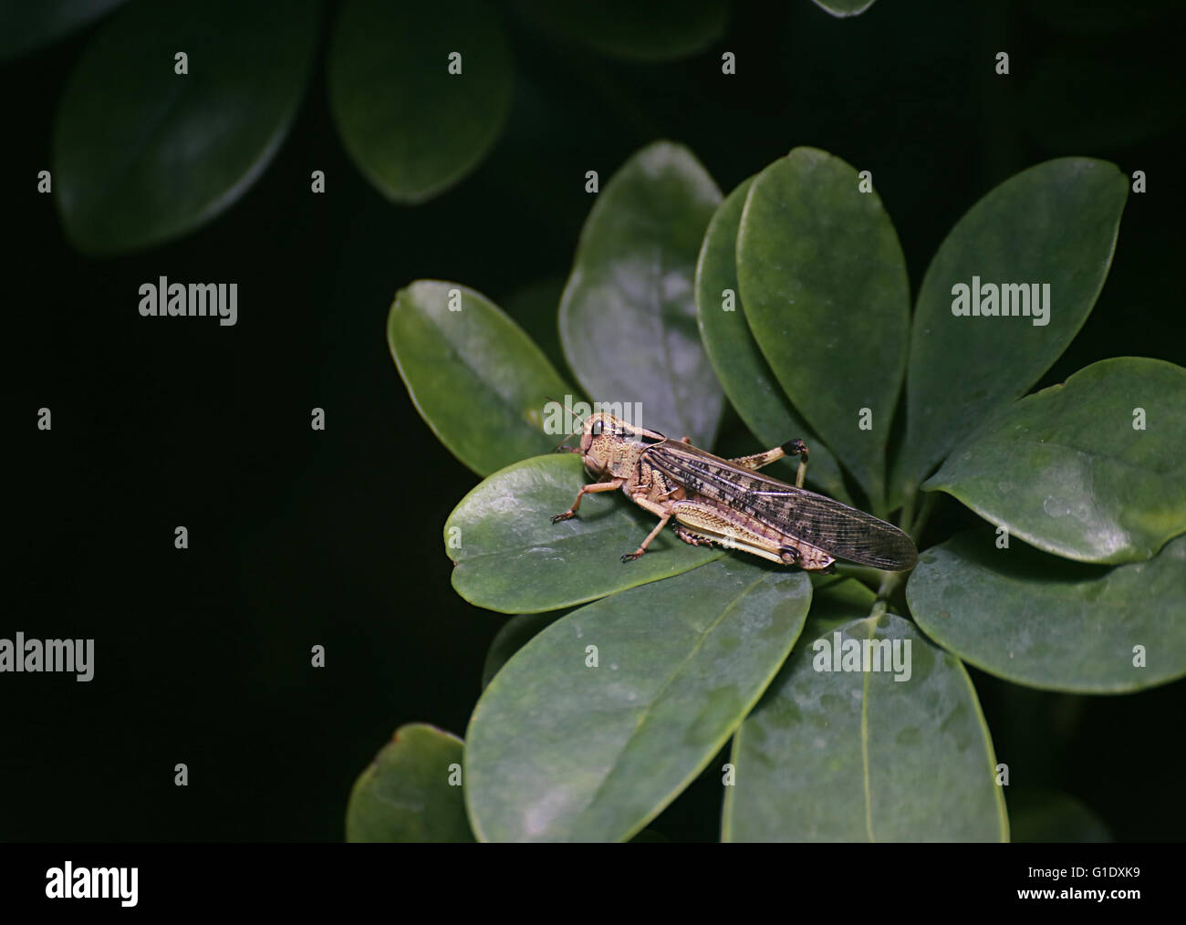Migratory locust (Locusta migratoria) sitting on green leaves Stock ...