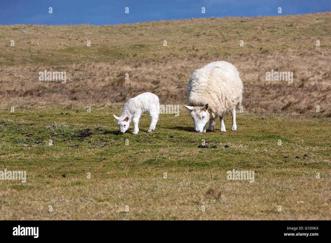 Mother sheep lamb scotland hi-res stock photography and images - Alamy