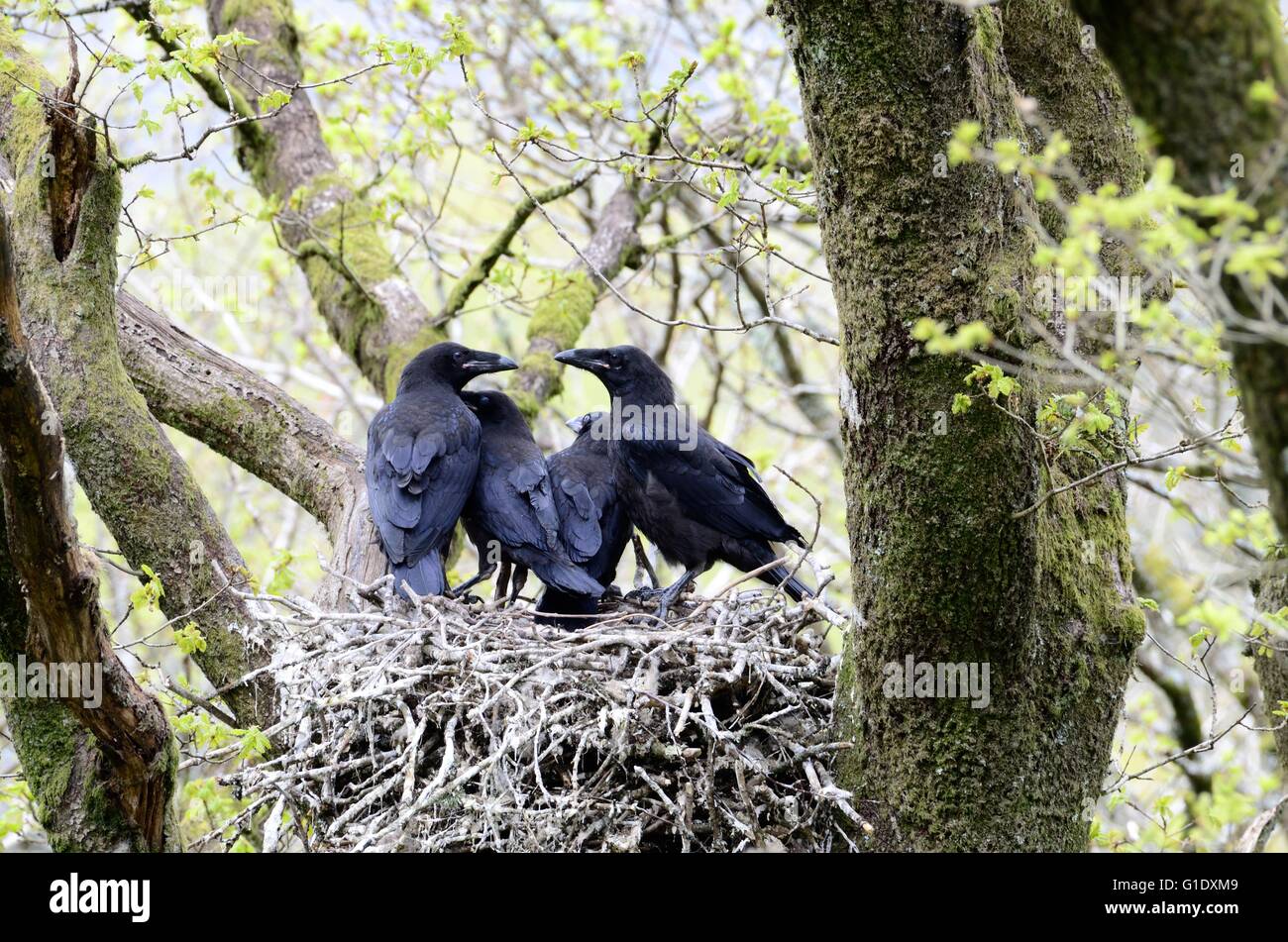Raven chicks Corvus corax on a nest in a tree in woodlands Stock Photo ...