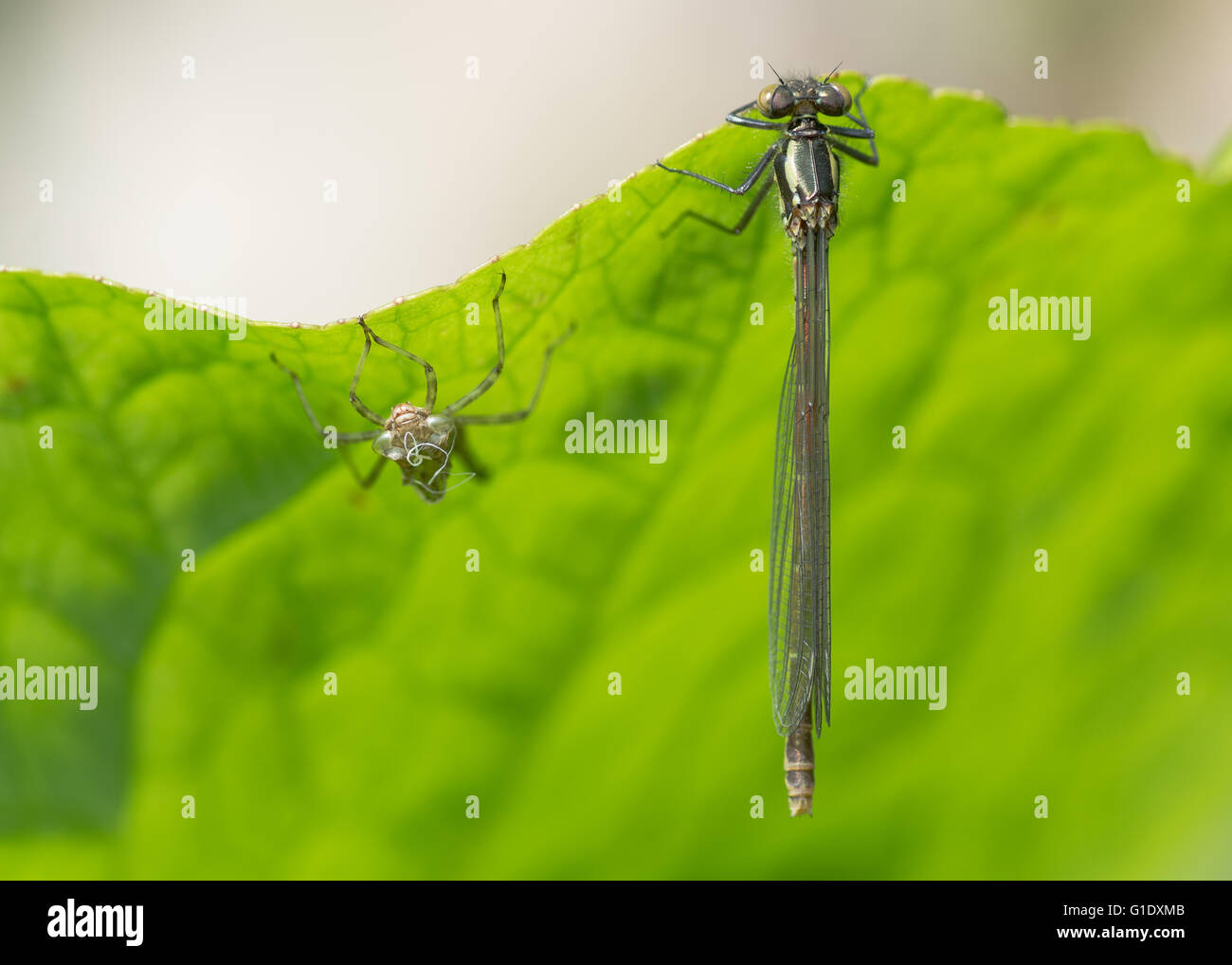 Freshly emerged large red damselfly (Pyrrhosoma nymphula) with exuvium ... Freshly emerged large red damselfly (Pyrrhosoma nymphula) with exuvium ...