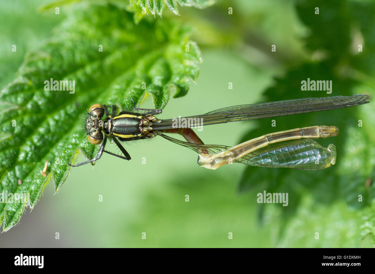 Deformed wing High Resolution Stock Photography and Images - Alamy