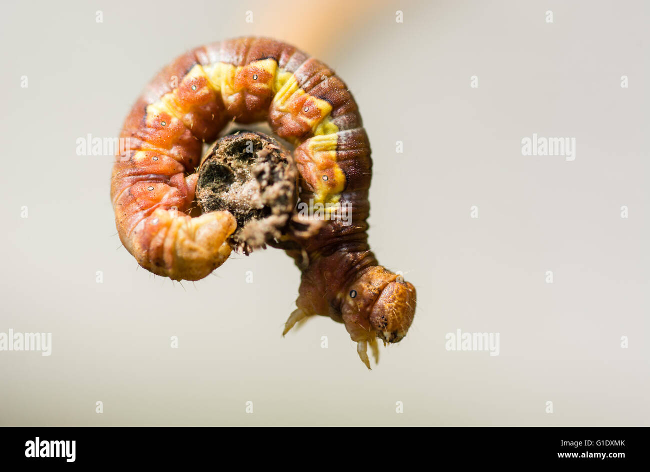 Mottled umber (Erannis defoliaria) moth caterpillar. Larva in the ...