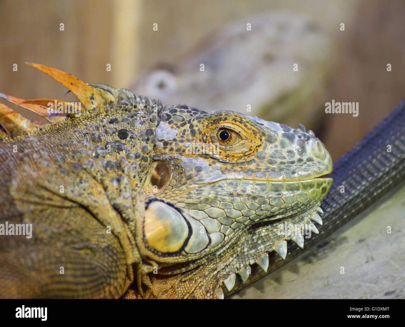 Green iguana (Iguana iguana) head close-up Stock Photo - Alamy