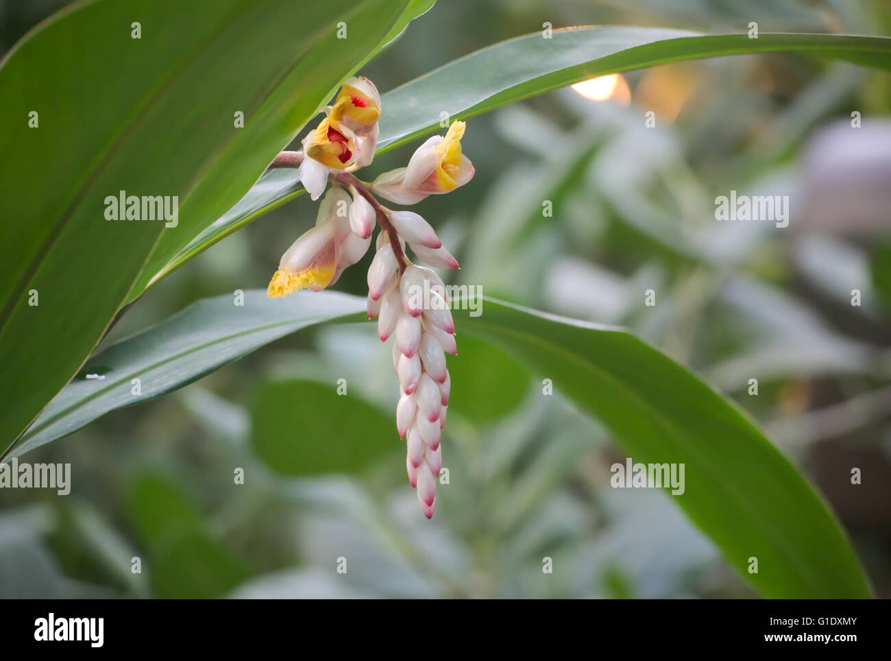 Zingiber officinale flower hi-res stock photography and images - Alamy