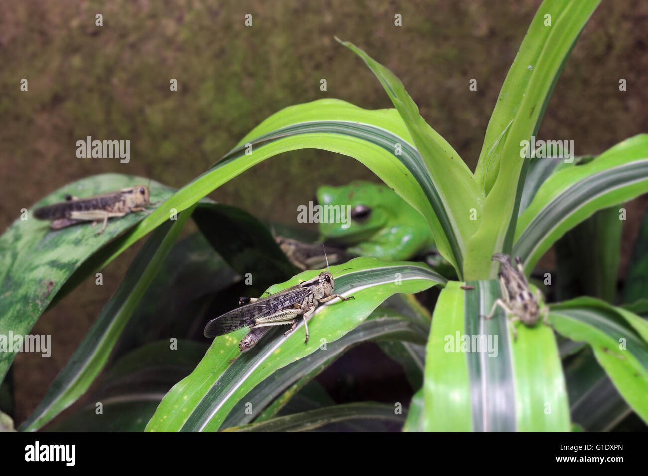 A migratory locust (Locusta migratoria) sitting on a leaf with a ...
