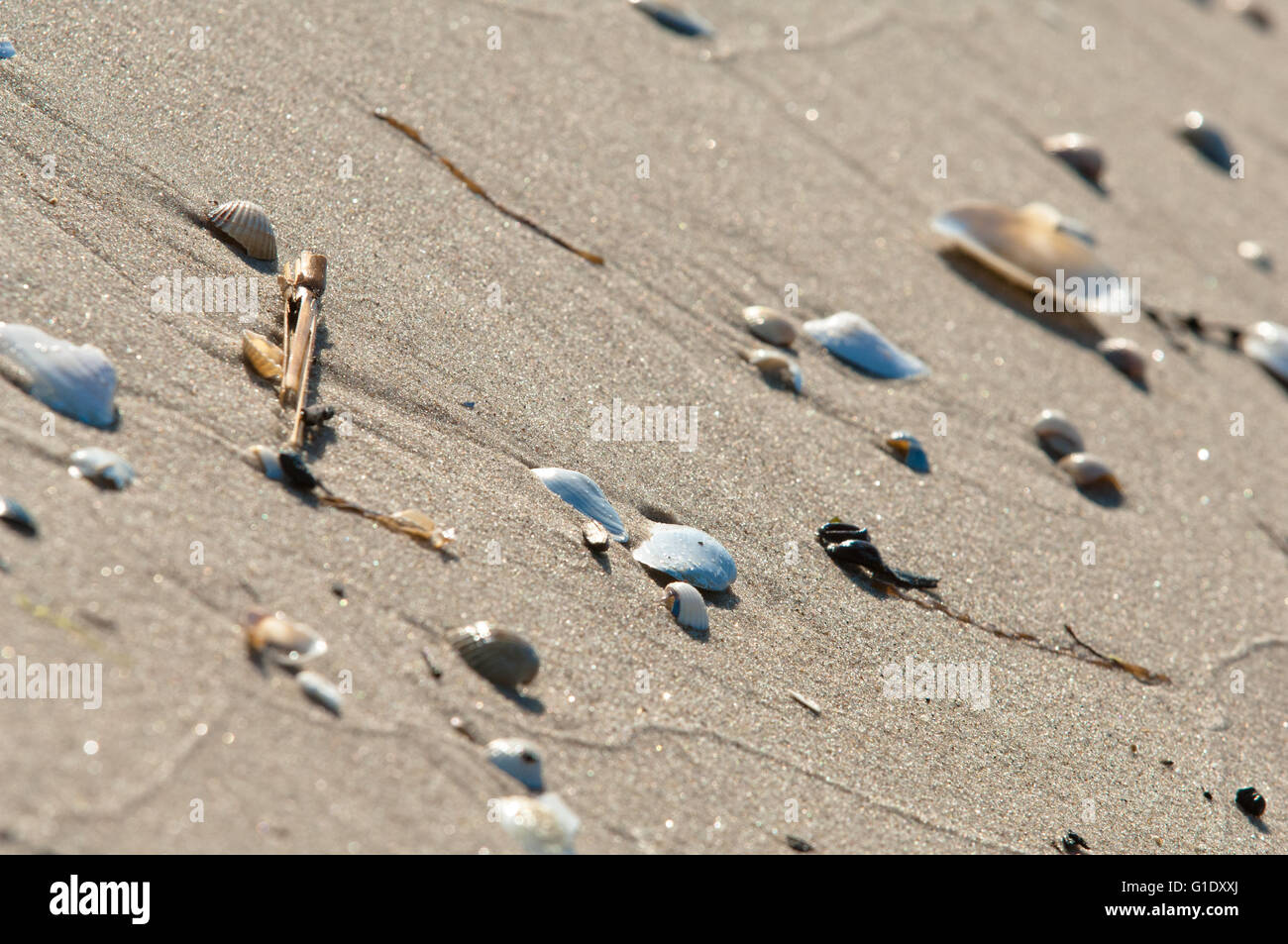 Natural look of beach sand with sea shells, in a sunny morning. Closeup ...