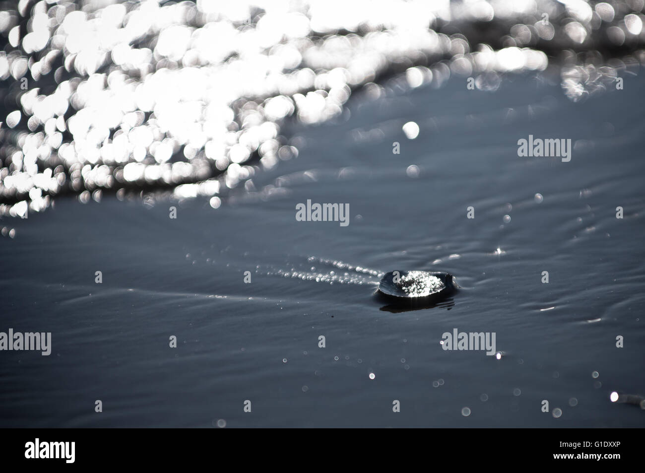 Seashell landed on beach sand, black and white Stock Photo - Alamy