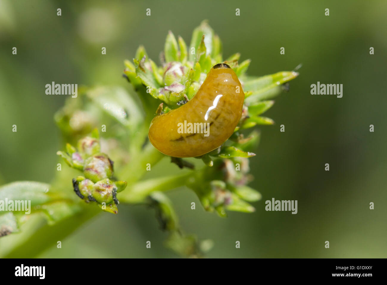 Weevil eggs hi-res stock photography and images - Alamy