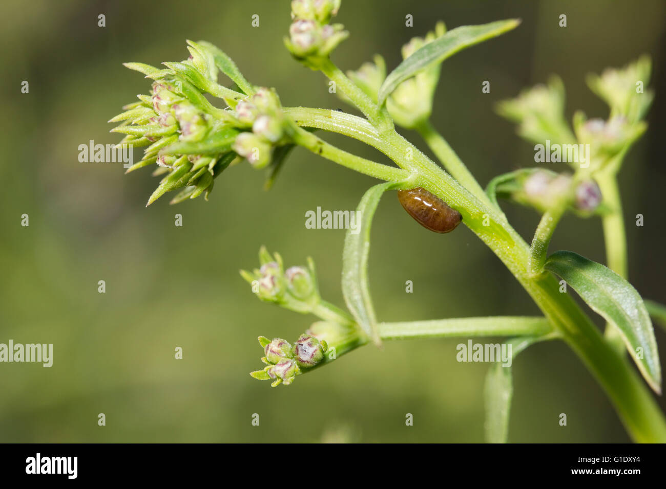 Hatched larvae of a Figwort weevil or Figwort scrophulariae beetle on ...