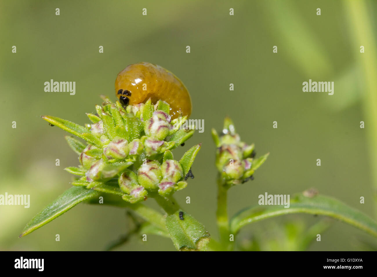 Macrophotograph of a Figwort weevil beetle hatched larva (larvae ...