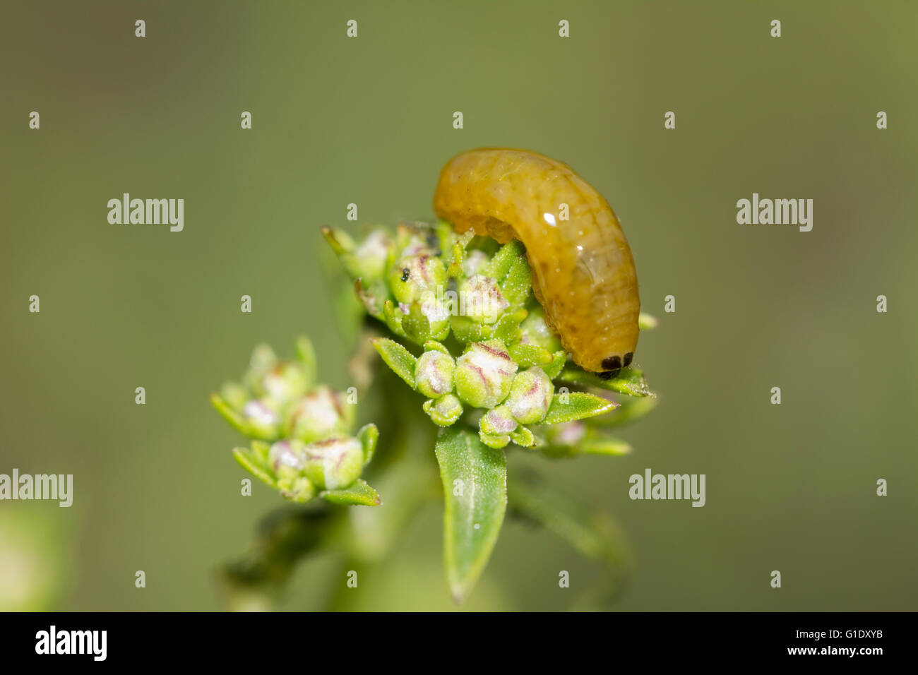 Weevil reproduction hi-res stock photography and images - Alamy