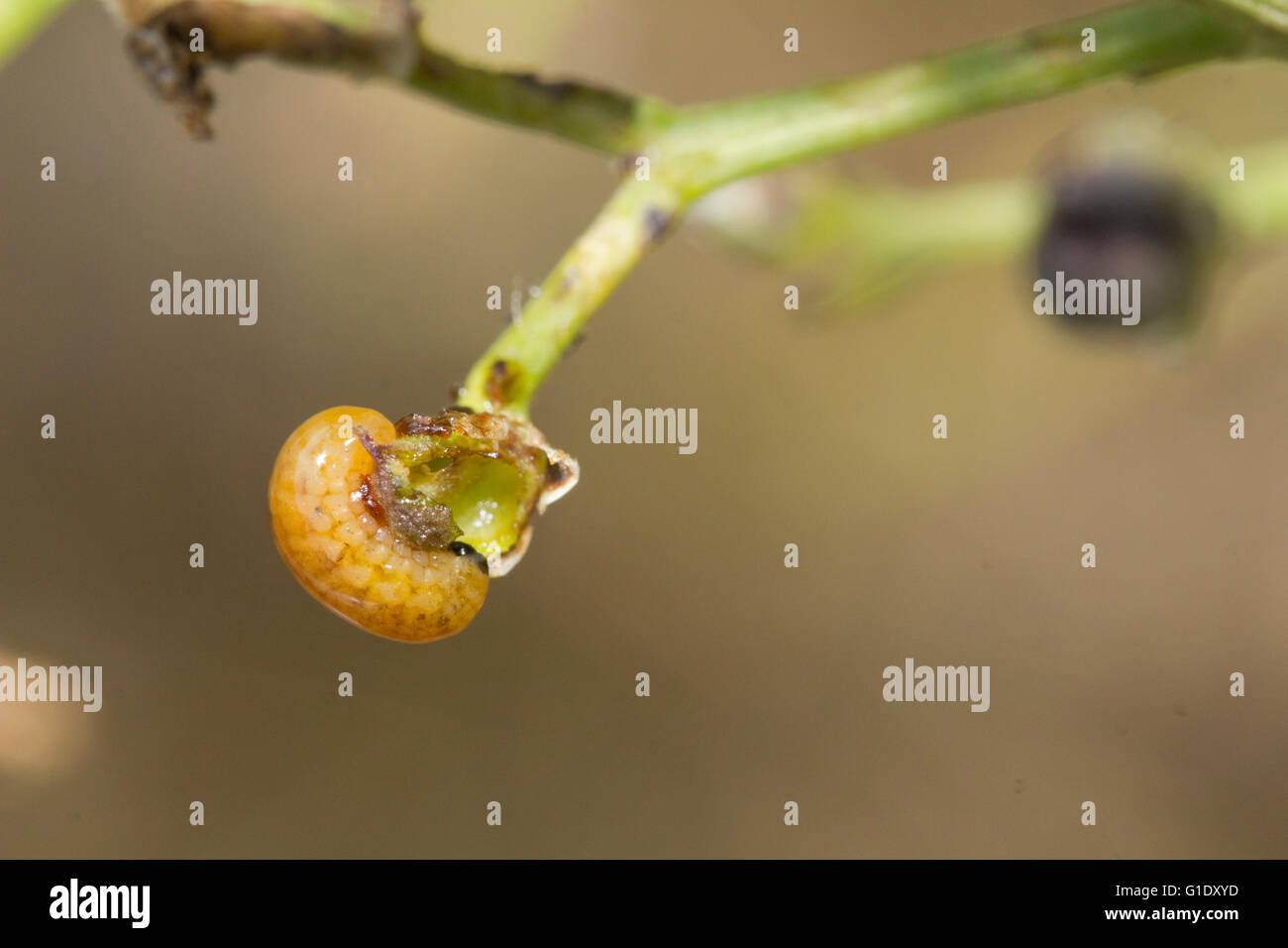 Weevil reproduction hi-res stock photography and images - Alamy