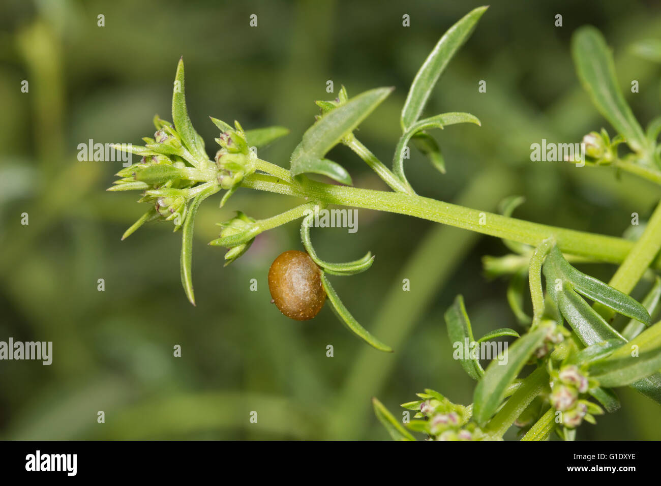 Figwort weevil larva egg casing hi-res stock photography and images - Alamy