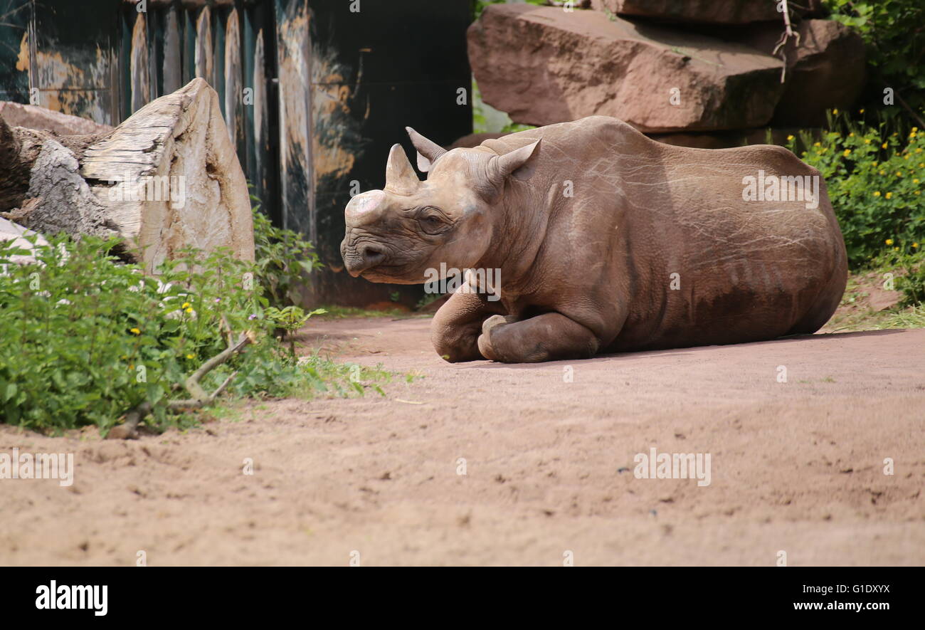 Black rhinoceros (Diceros bicornis) with a cut off horn sitting on the ...