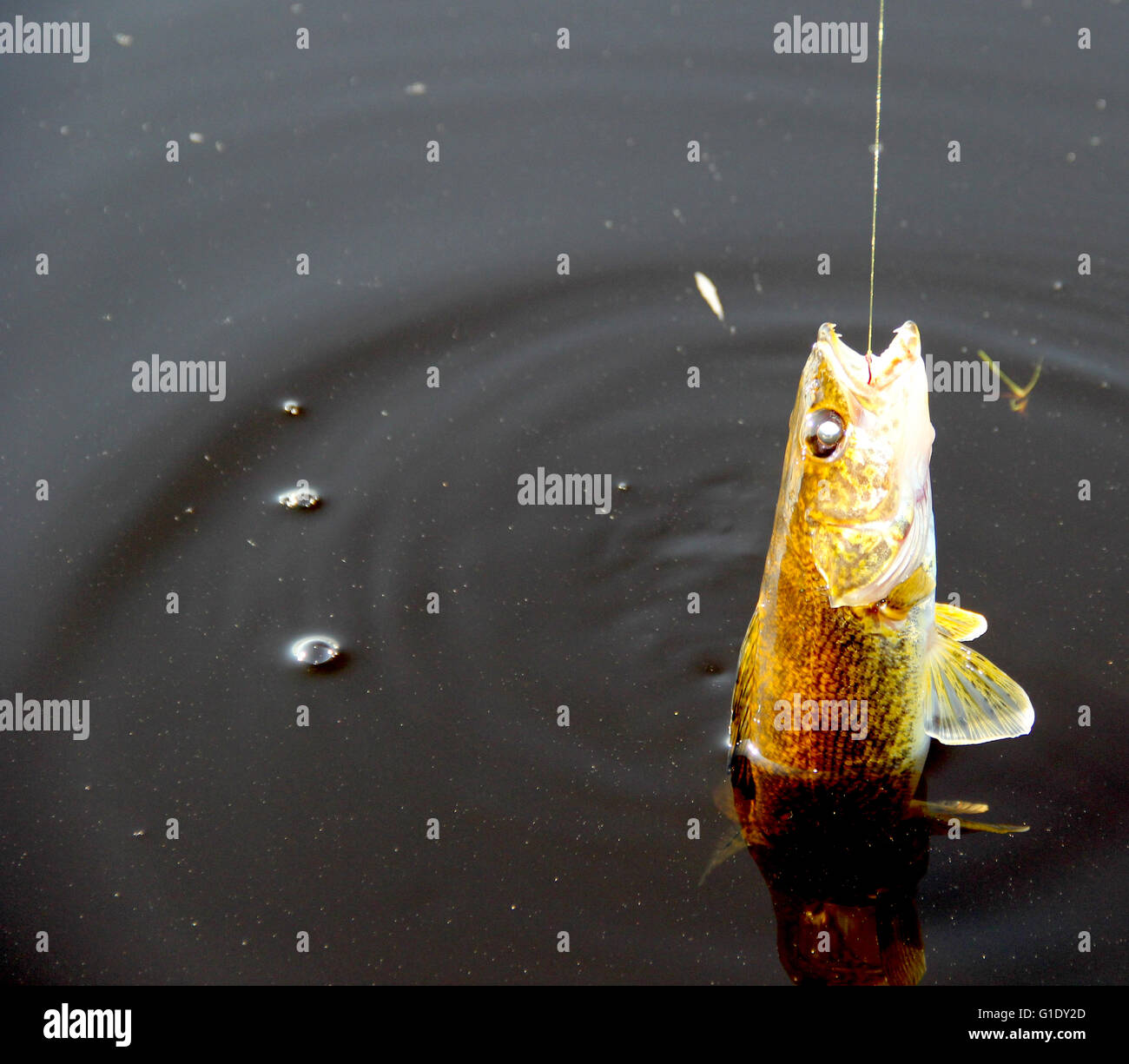 Fishing hooked fish boat hi-res stock photography and images - Alamy