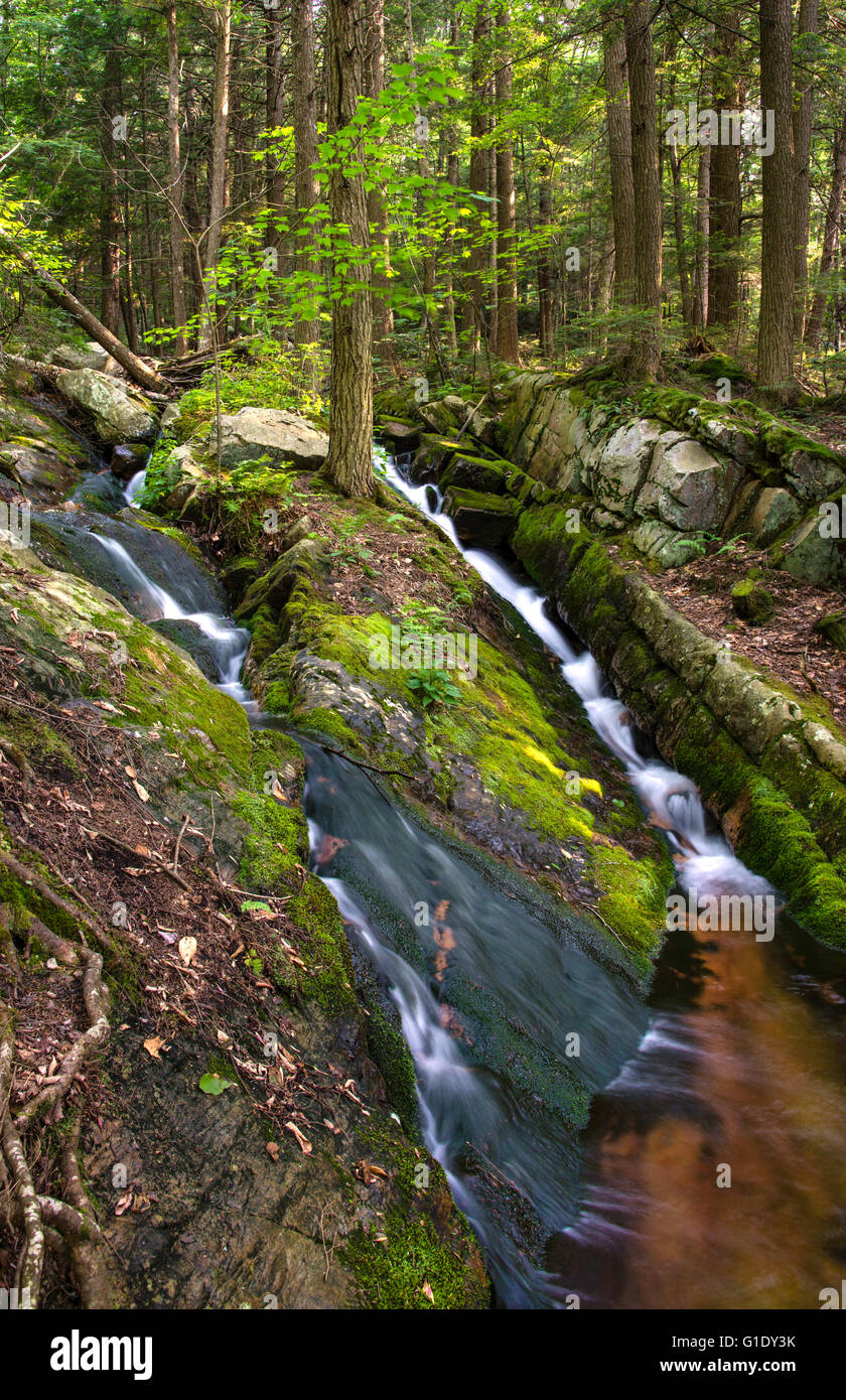 Manchester state forest hi-res stock photography and images - Alamy
