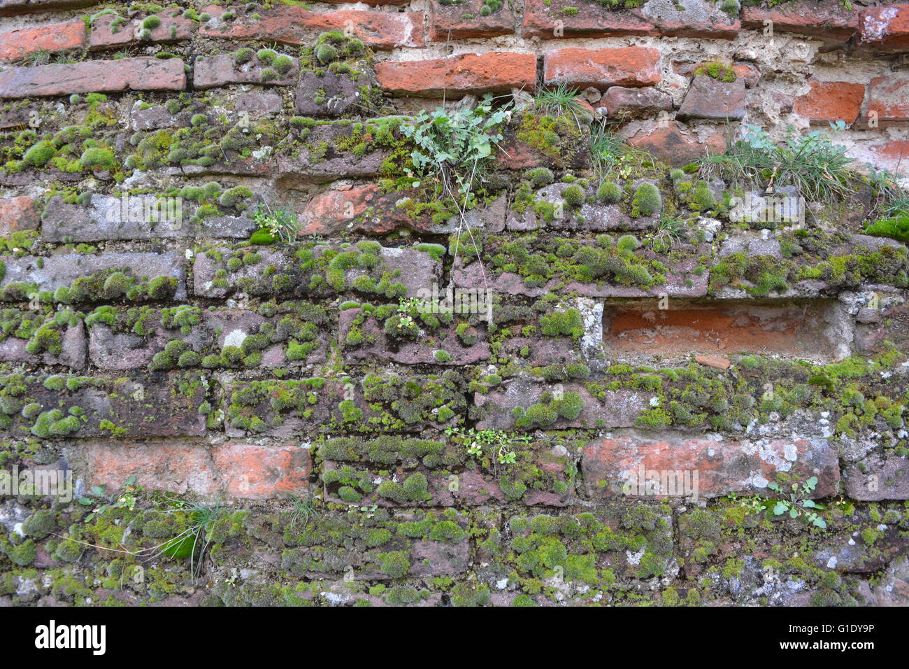Old red brick wall covered by moss Stock Photo - Alamy