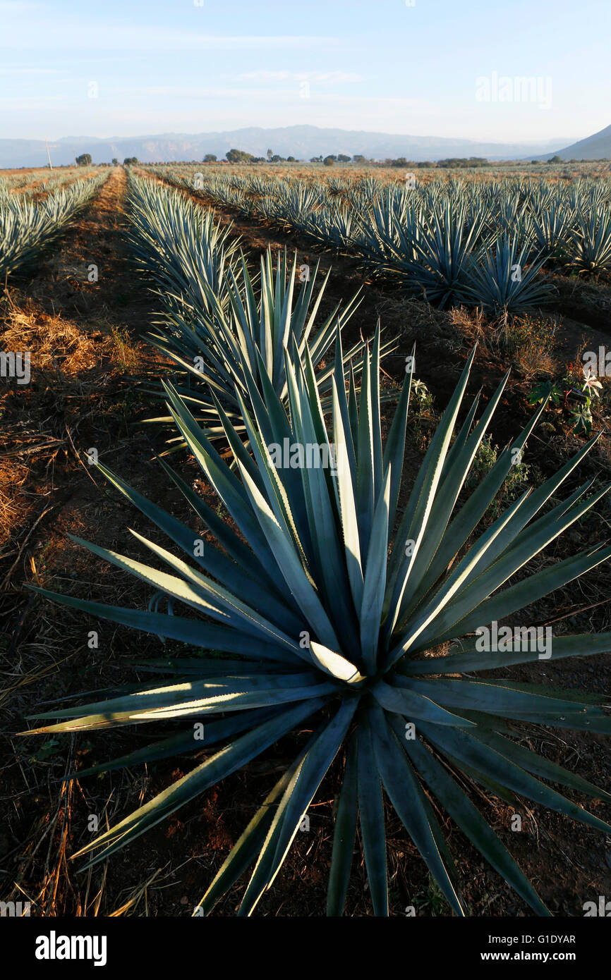 Agave fields around El Arenal, Jalisco, Mexico Stock Photo - Alamy