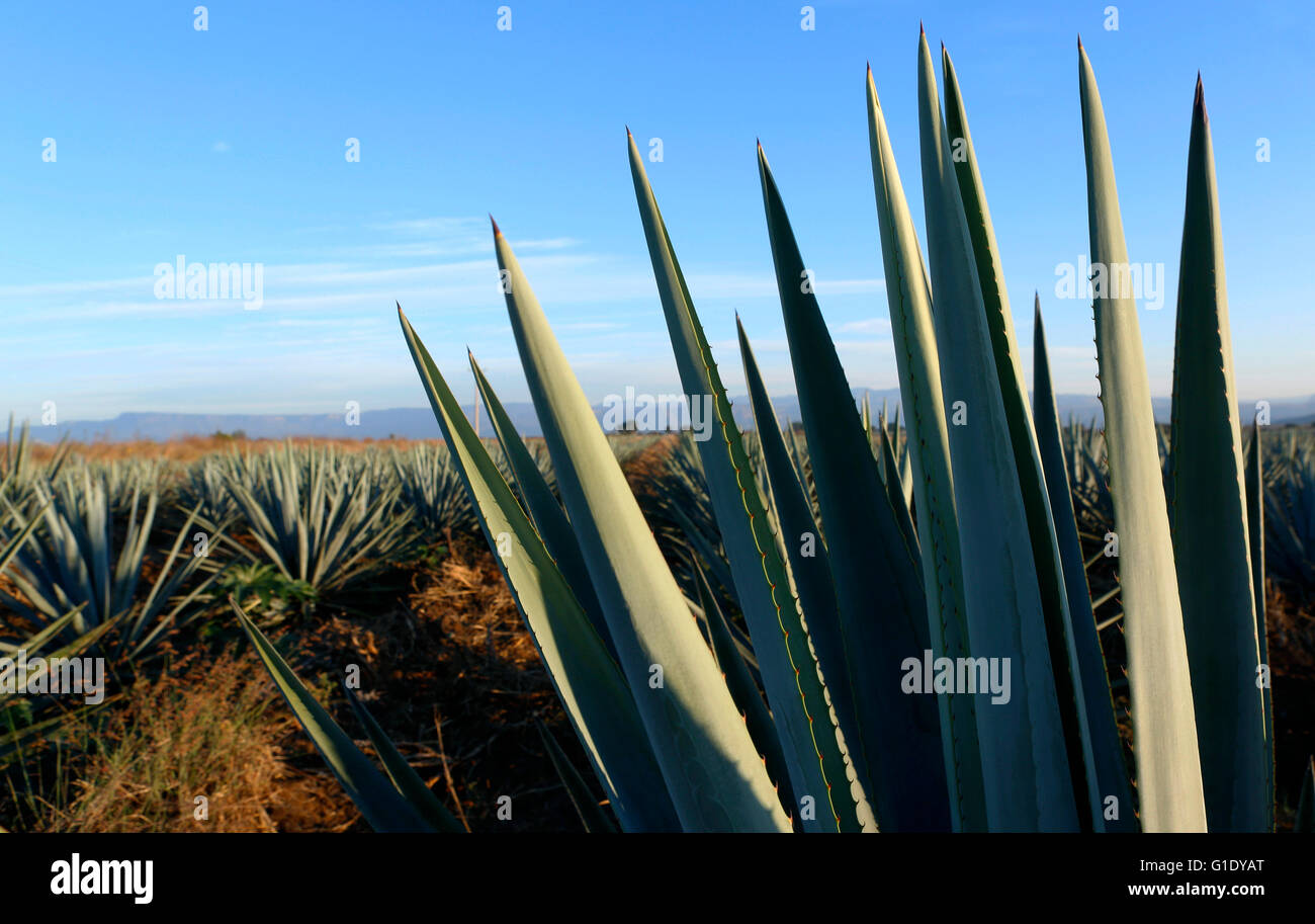 Agave fields around El Arenal, Jalisco, Mexico Stock Photo - Alamy